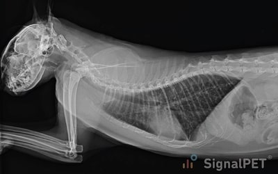 Hacking Feline Asthma It Ain T Easy Being Wheezy